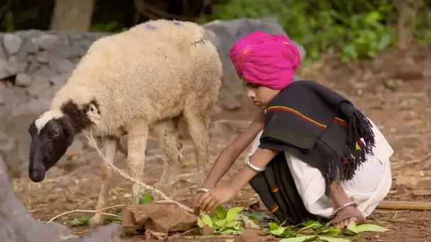 Watch Balumama Chya Navan Chang Bhala S1 E708 - Balu plans a final expedition on JioHotstar with ...