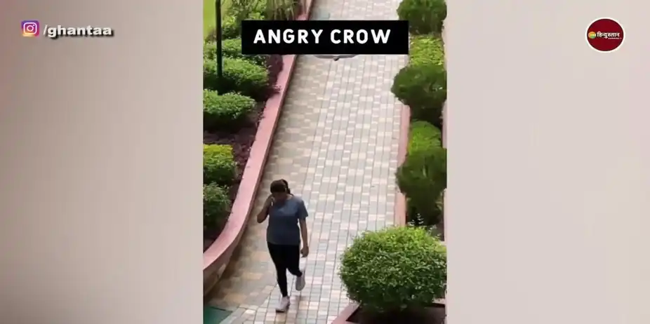Watch viral video angry crow hitting people walking around garden on ...