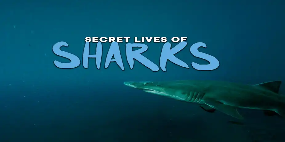 Watch The Secret Lives of Sharks S1 E3 - Tiger Shark on CuriosityStream ...