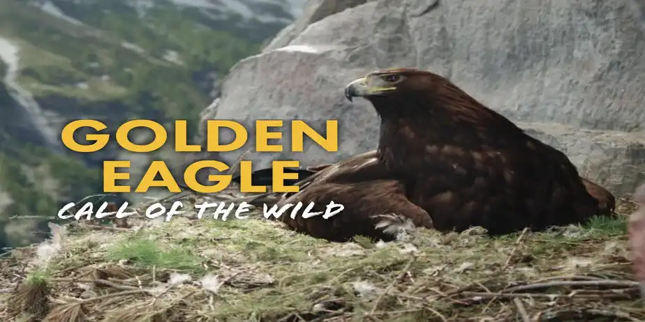 Watch Golden Eagle: Call of the Wild S1 E1 - Growing Up on ...
