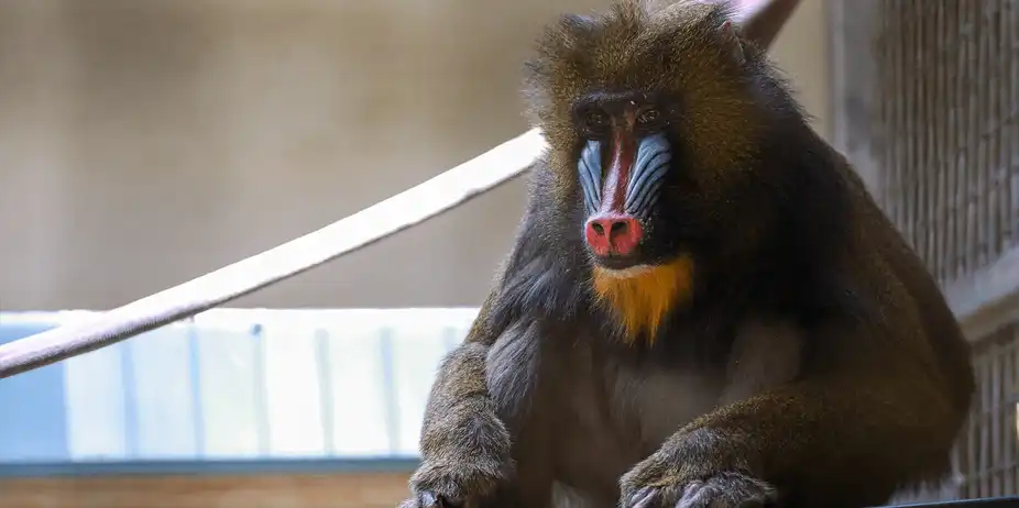 Watch Magic of Disney's Animal Kingdom S2 E4 - Okapi Bundle of Joy on ...